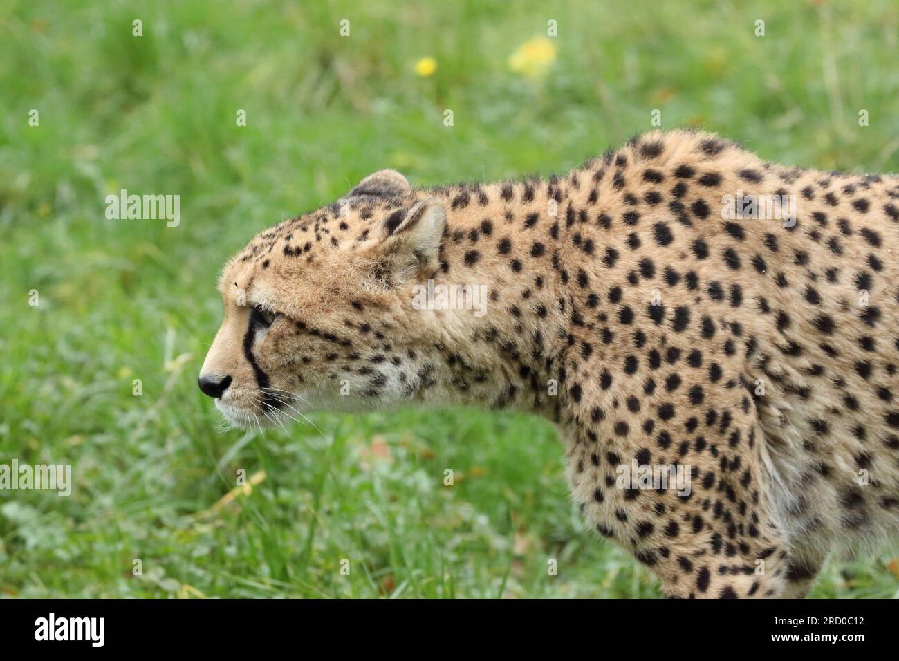 Project cheetah hi-res stock photography and images - Alamy