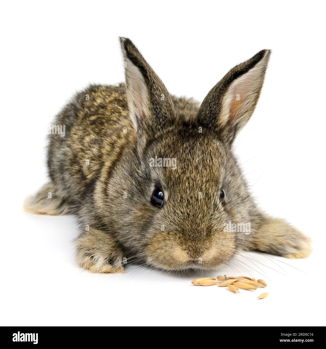 Baby bunnies hi-res stock photography and images - Alamy