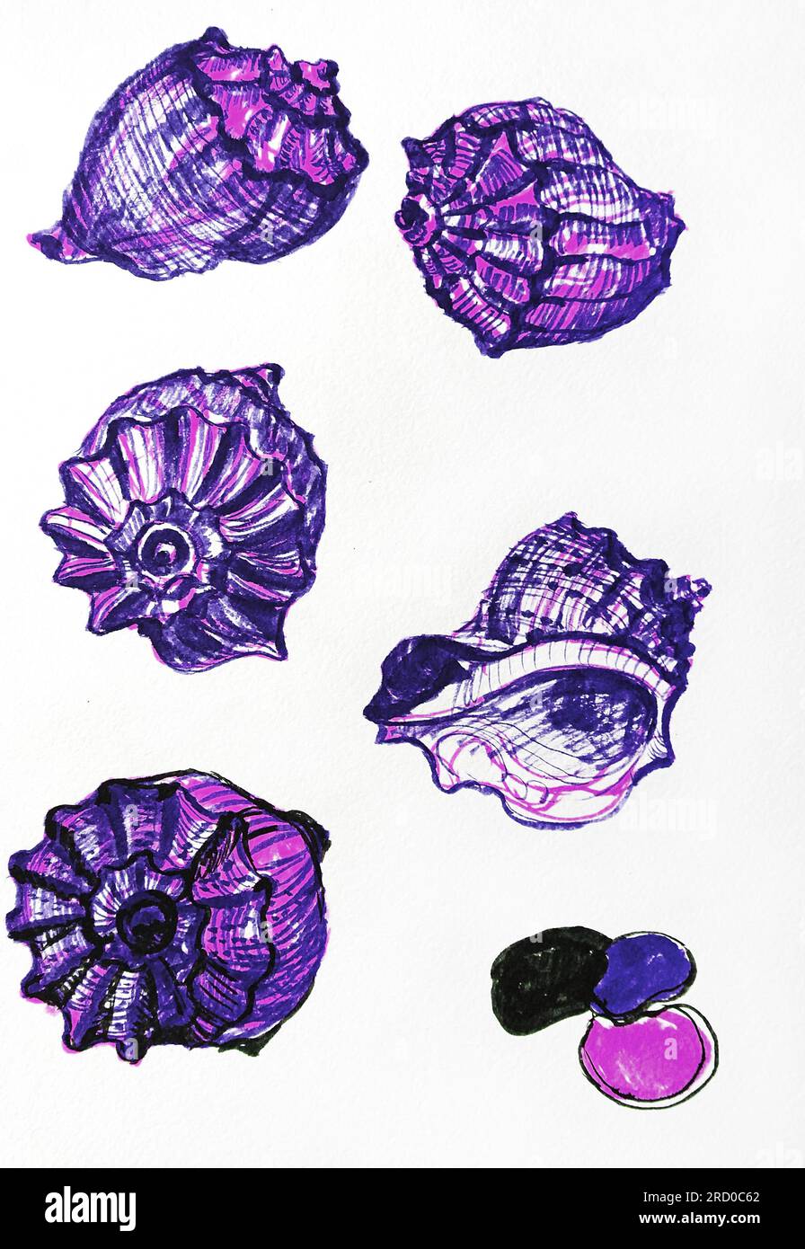 mollusk shells of rapans of violet color from different sides with ...