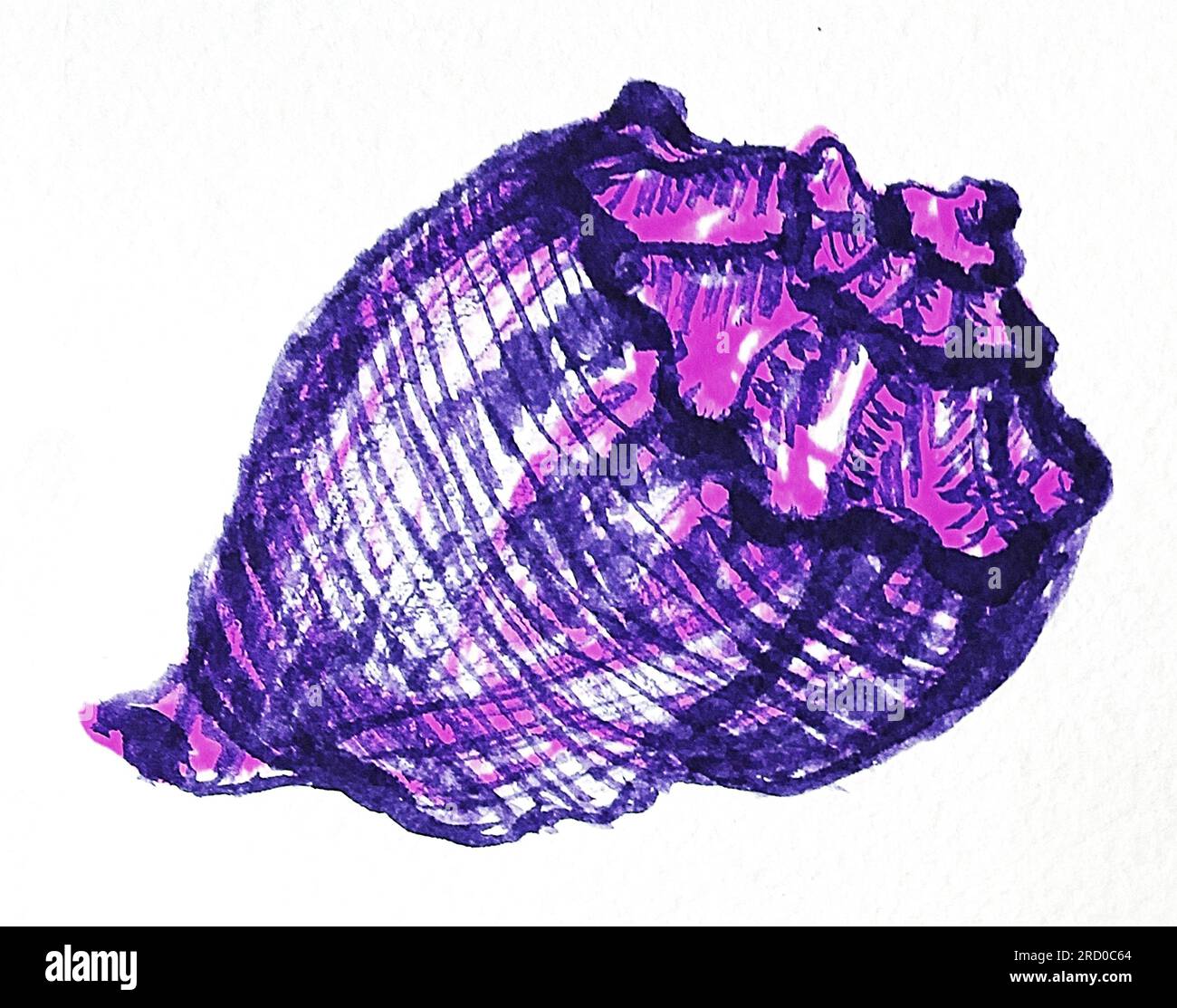 Purple Seashell Drawing