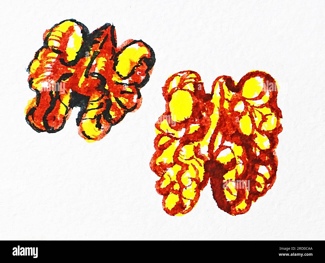 two walnuts pulp painted in watercolor on a white background, food ...