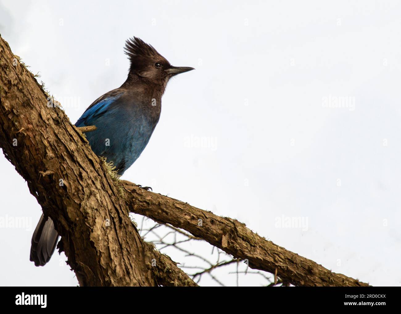 Steller's Jay, native to western North America, is a striking bird ...