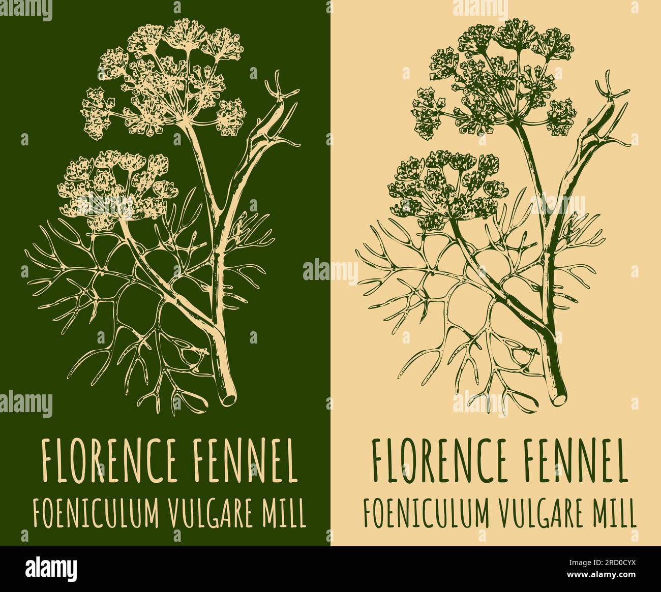 Vector drawing FLORENCE FENNEL . Hand drawn illustration. The Latin ...