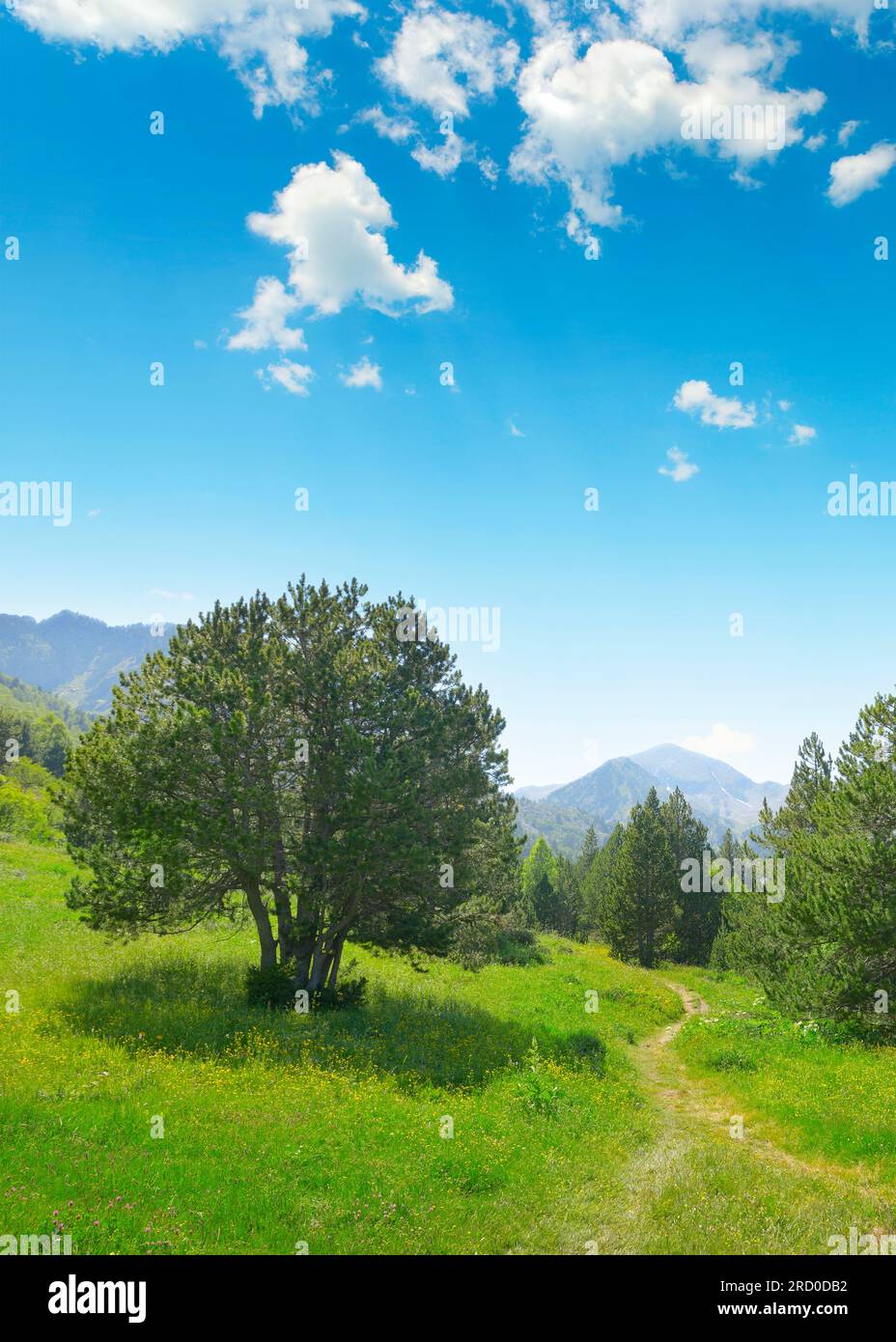 Beautiful pine trees on background high mountains Stock Photo - Alamy