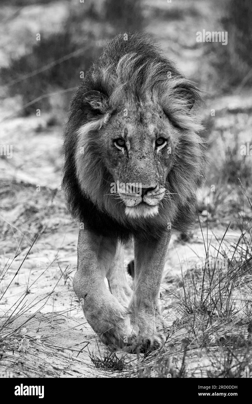 Okavango safari leo Black and White Stock Photos & Images - Alamy