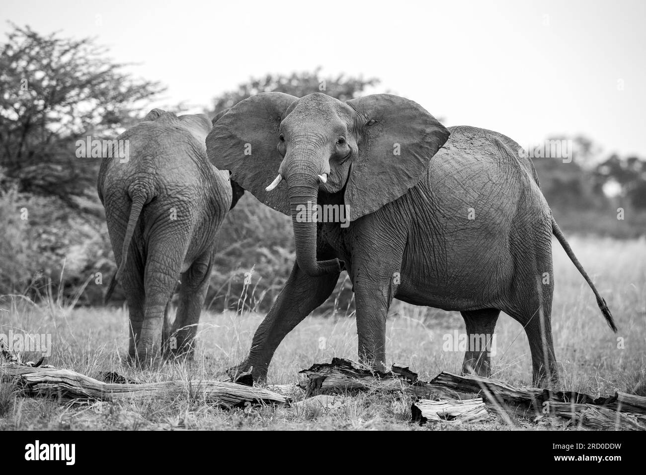 An elephant in the okavango delta Black and White Stock Photos & Images ...