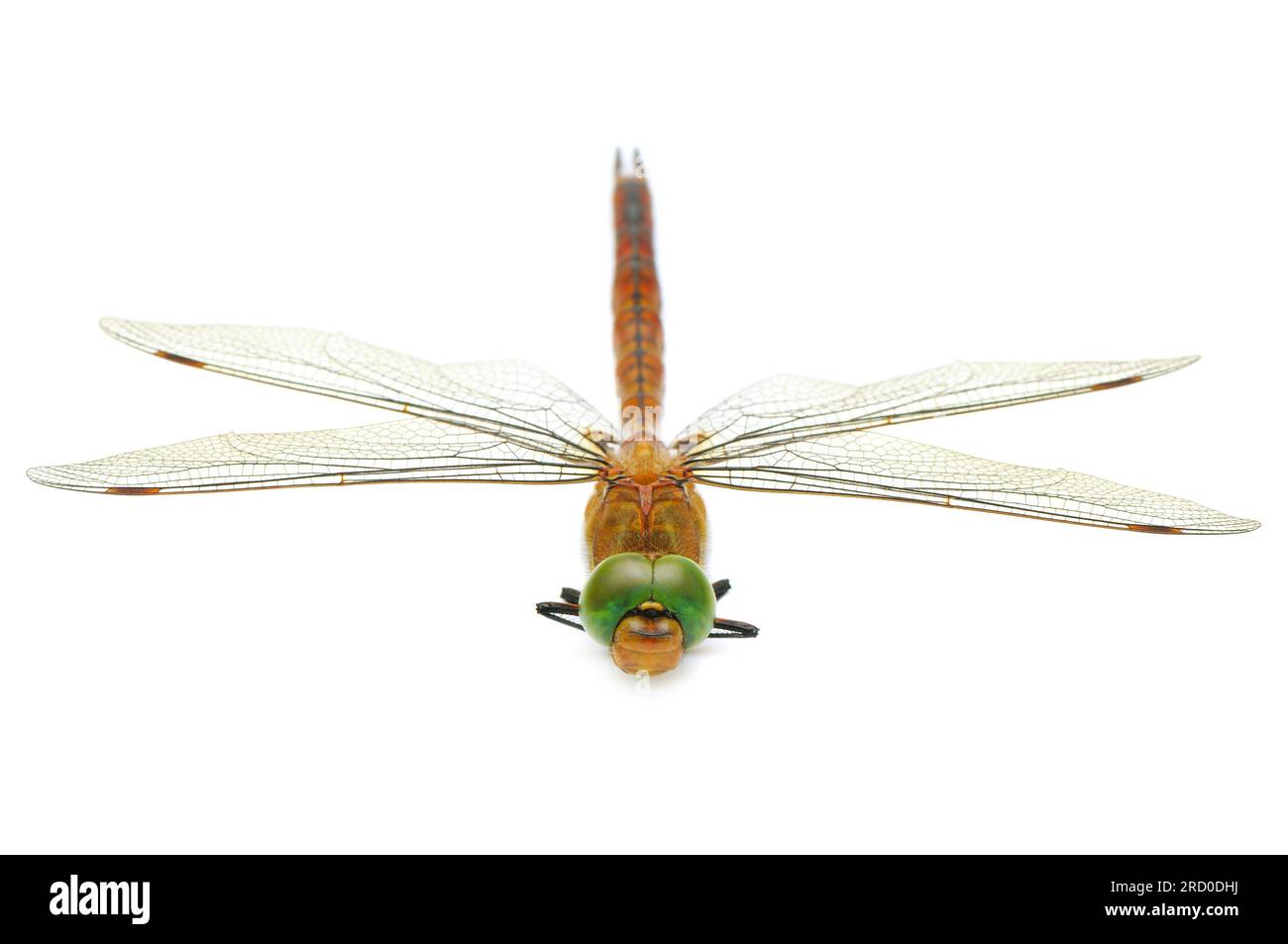 dragonfly isolated on white background Stock Photo - Alamy