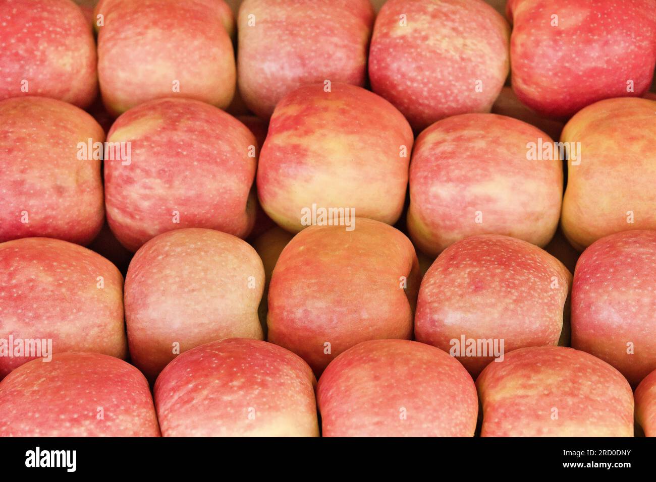 Ripe selected gala apples laid out in rows at a grocery shop for sale ...