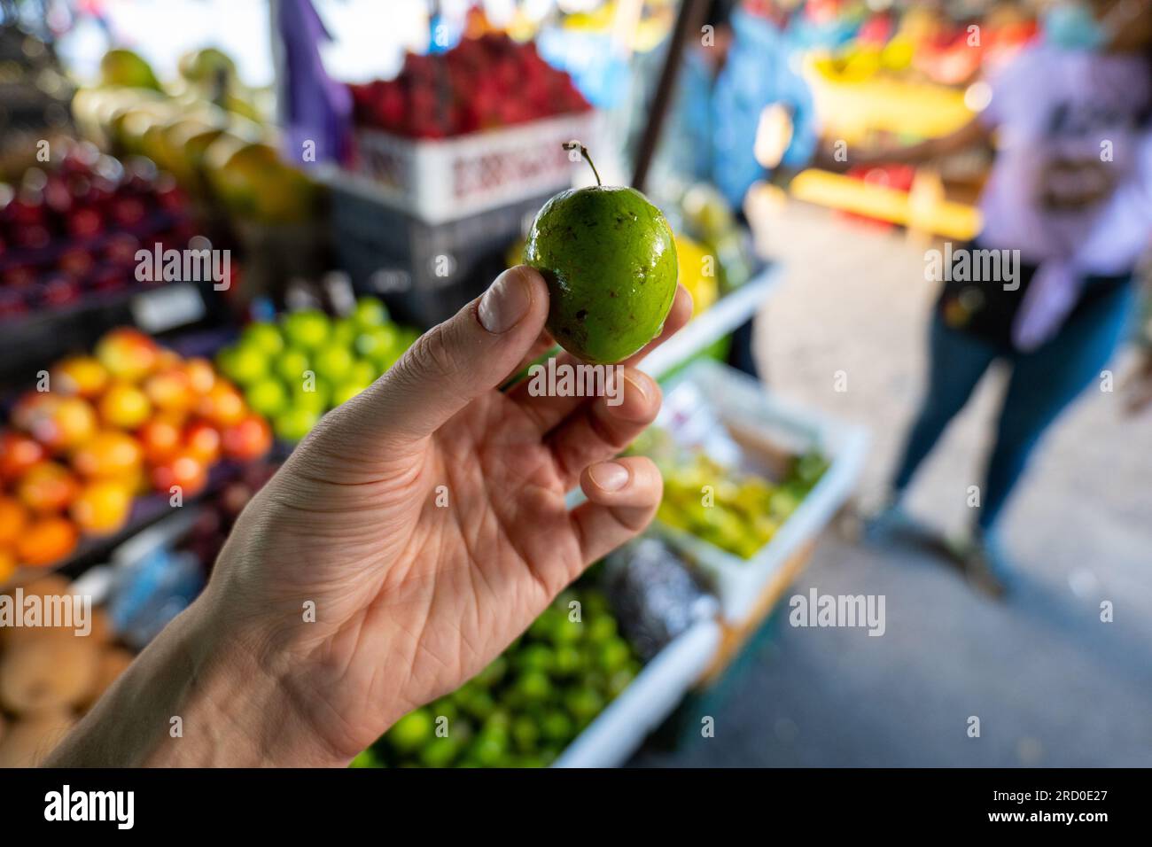 White Male Hand Holding a Green Jocote (Spondias purpurea) Known as ...