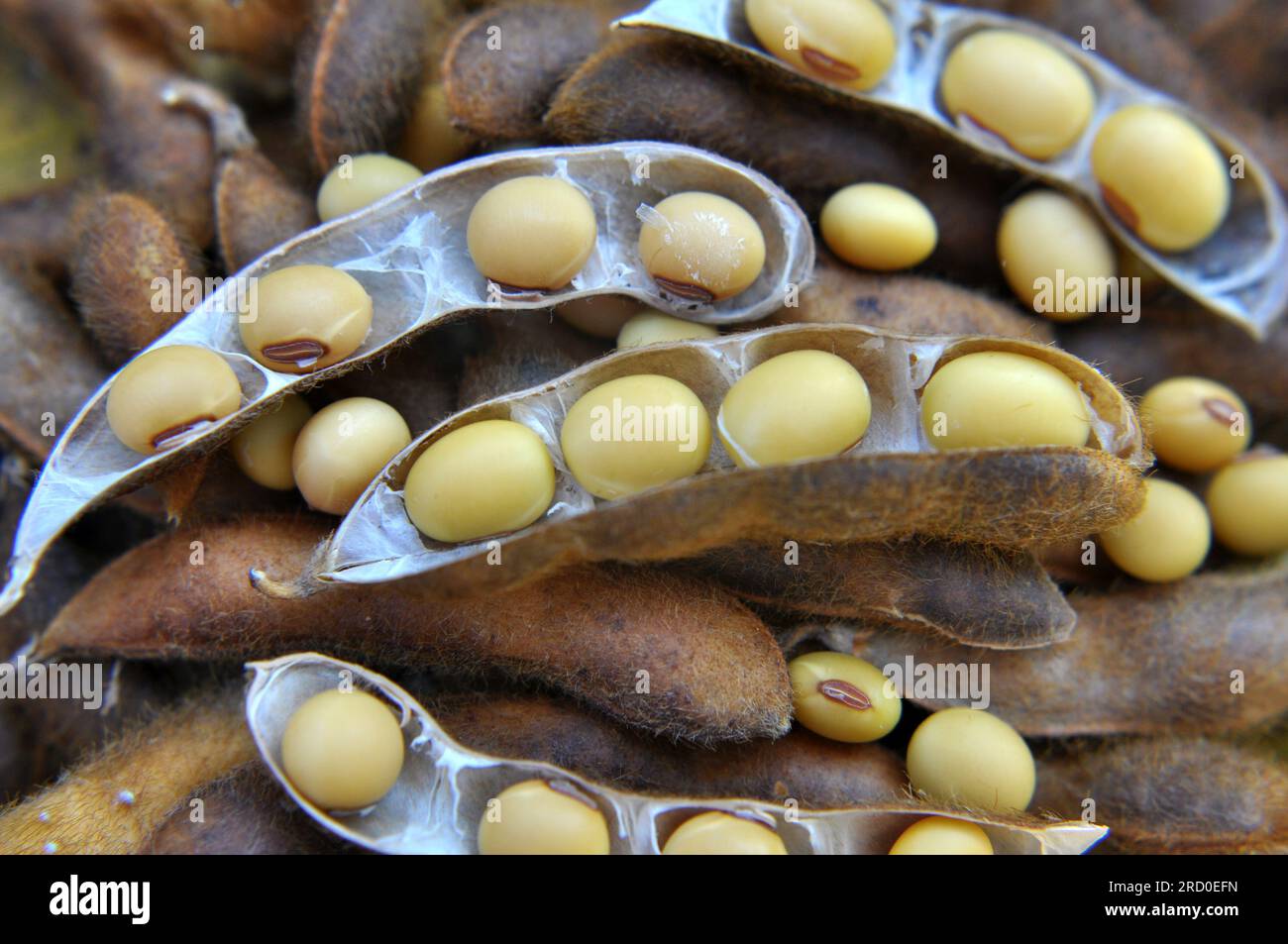 Soybean field pods ripe soybeans hi-res stock photography and images ...