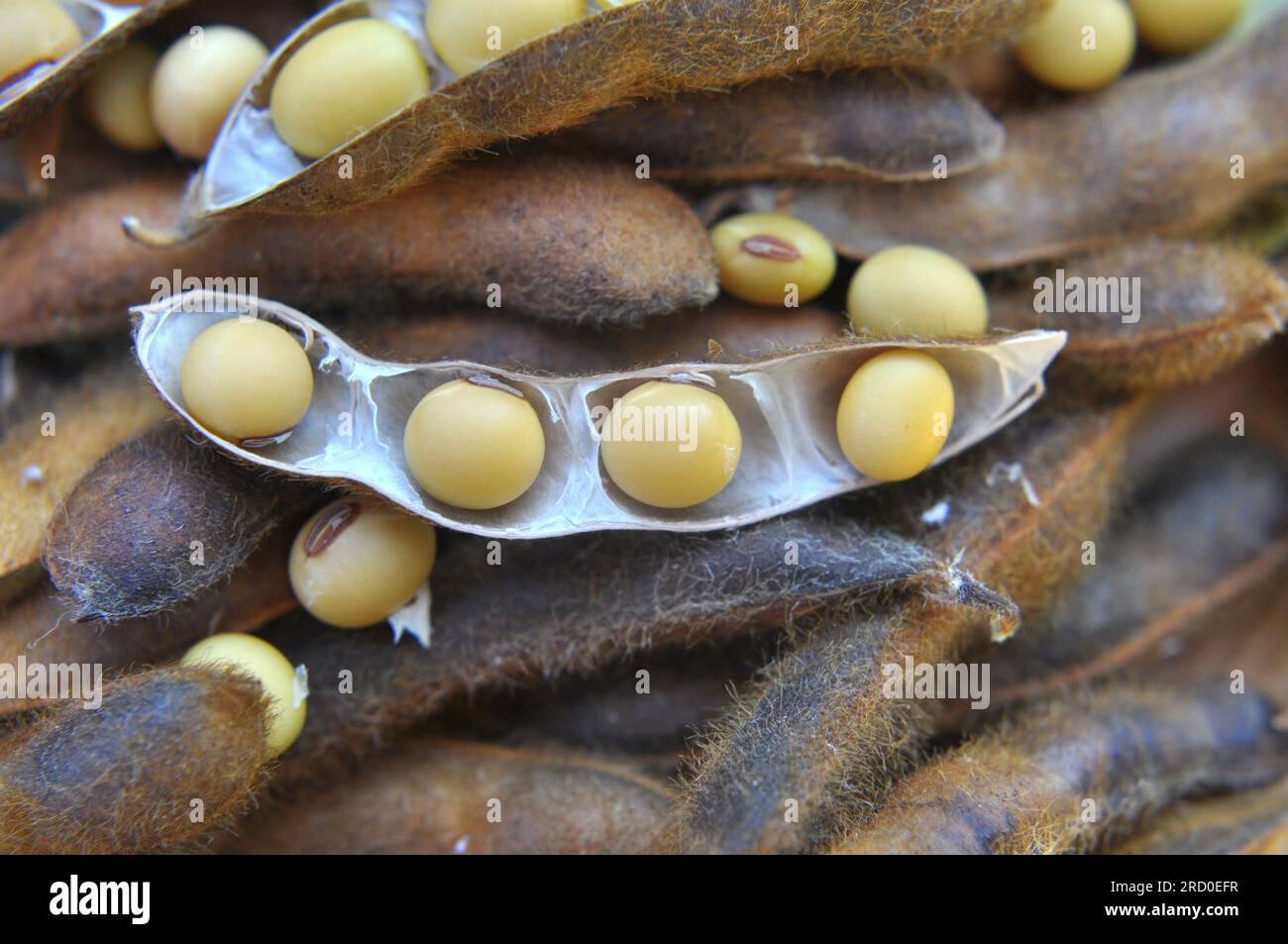 Soybeans pods beans hi-res stock photography and images - Alamy