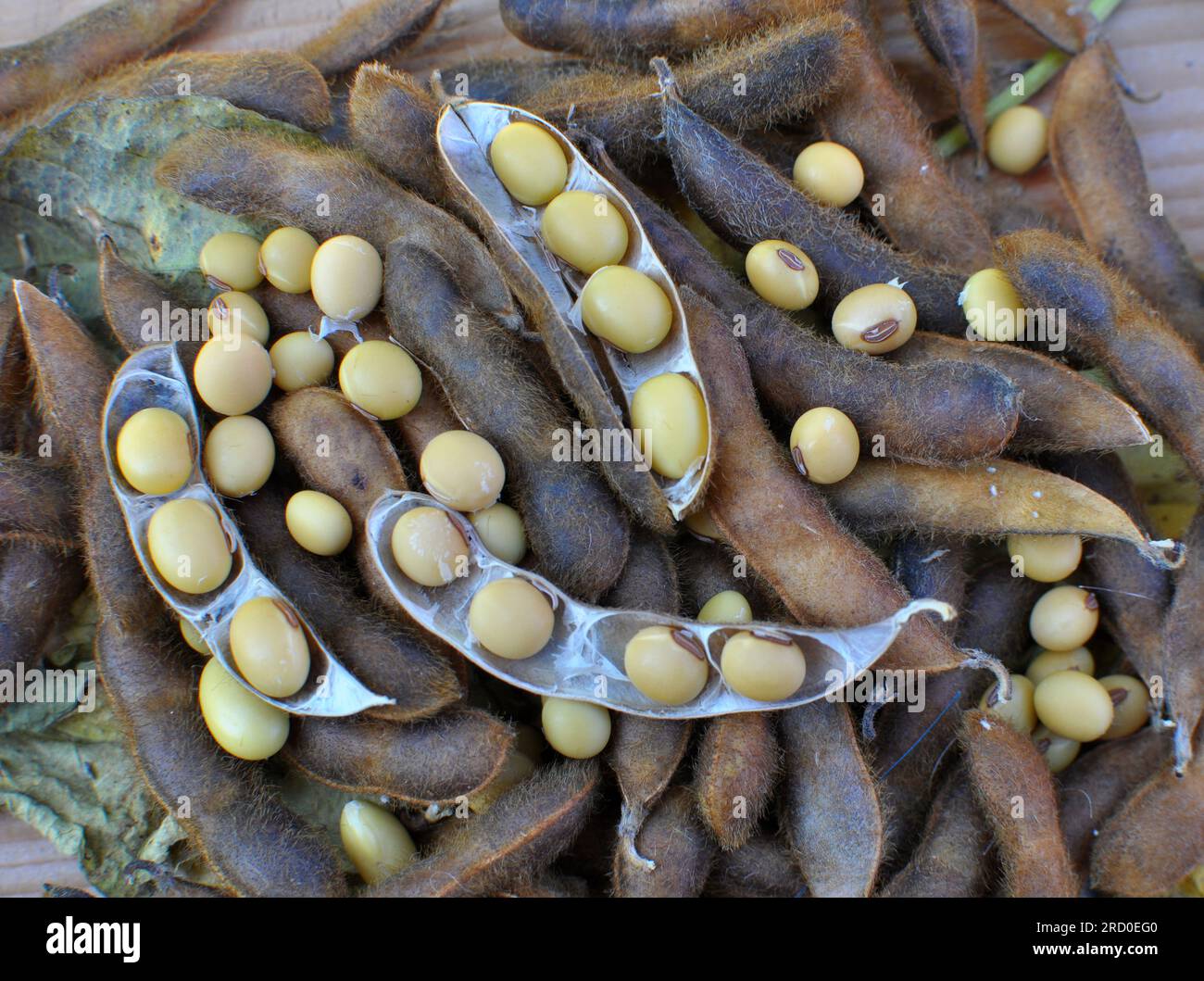Soybean field pods ripe soybeans hi-res stock photography and images ...