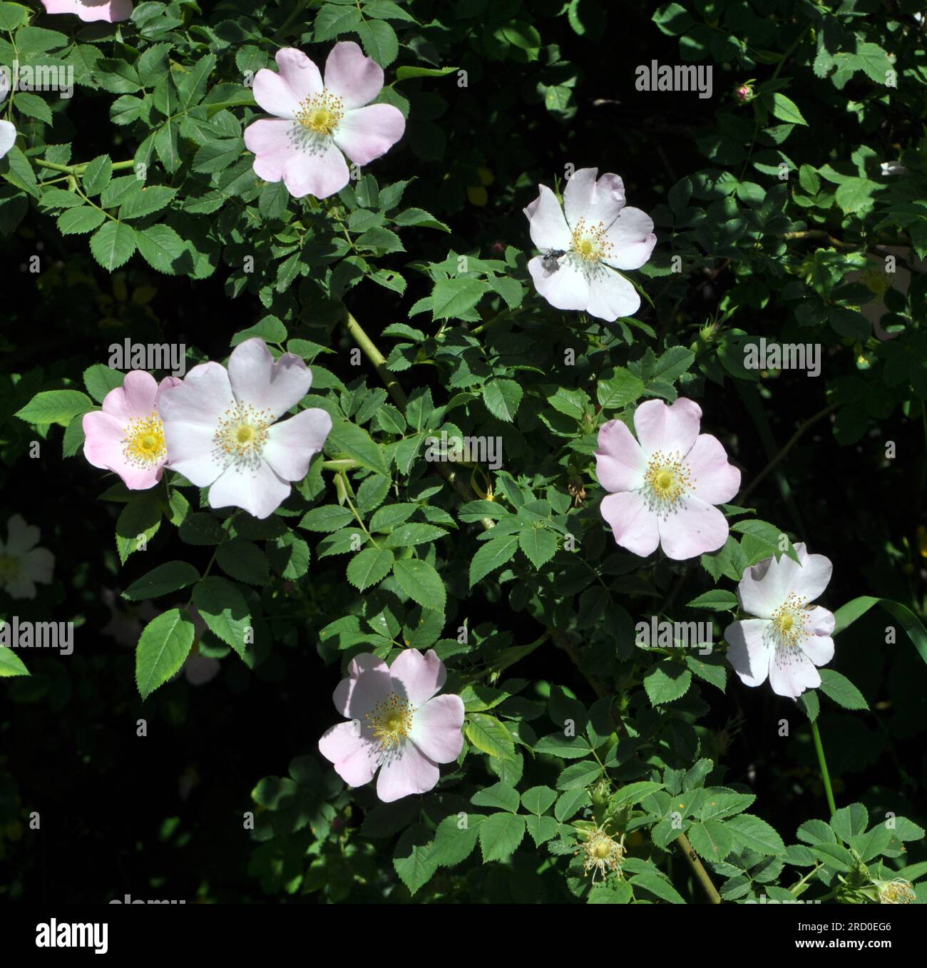 In the spring, wild rose bush blooms Stock Photo - Alamy
