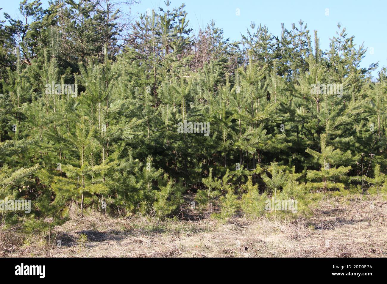 Young self-seeding pine tree growing in the wild Stock Photo - Alamy