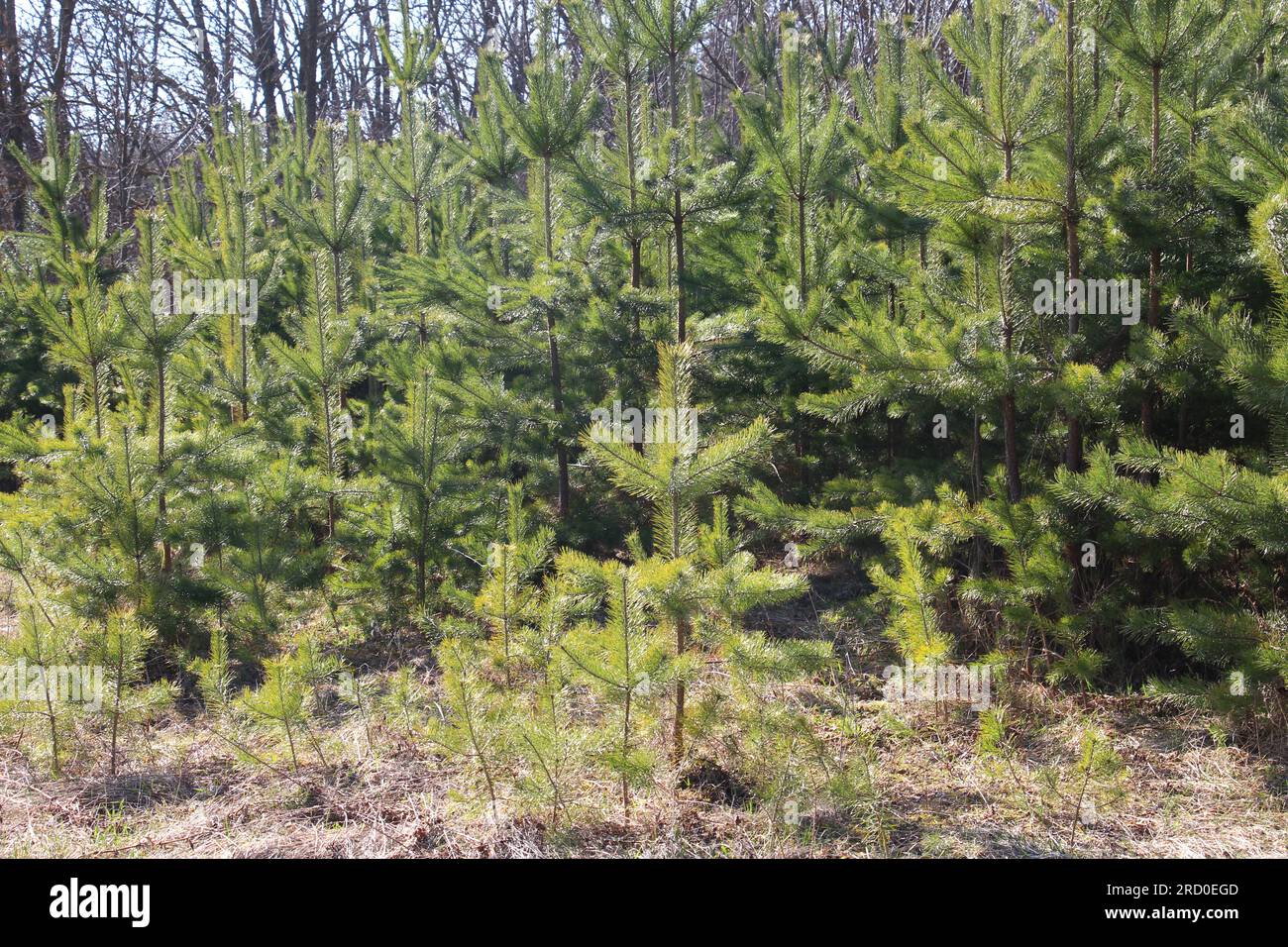 Young self-seeding pine tree growing in the wild Stock Photo - Alamy