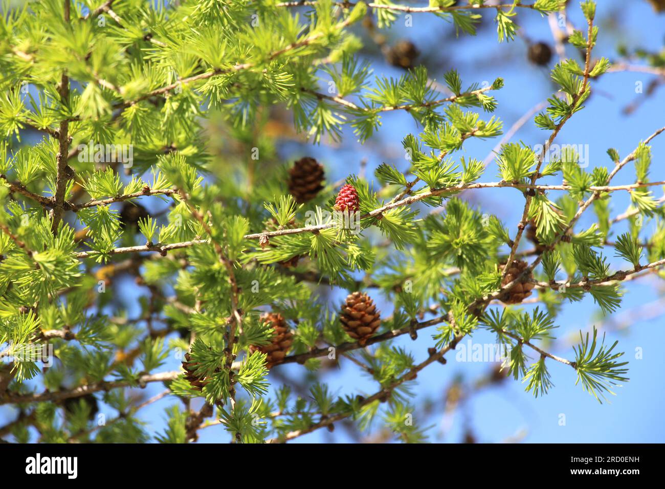 Young spring branches of European larch (Larix decidua Stock Photo - Alamy