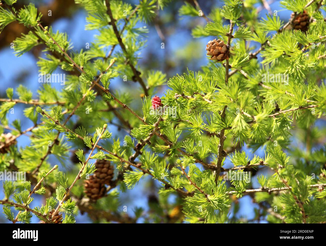 Young spring branches of European larch (Larix decidua Stock Photo - Alamy