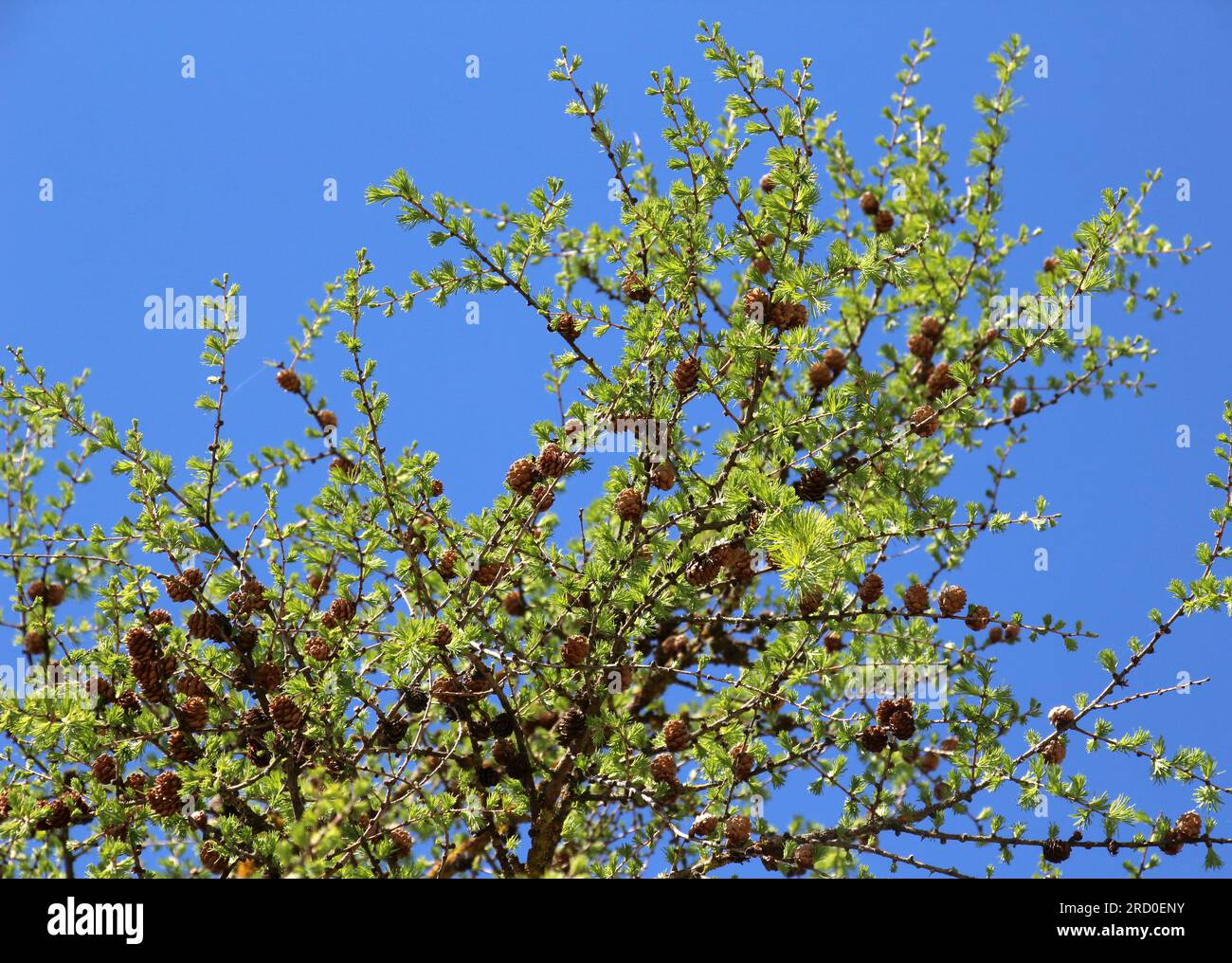 Young spring branches of European larch (Larix decidua Stock Photo - Alamy