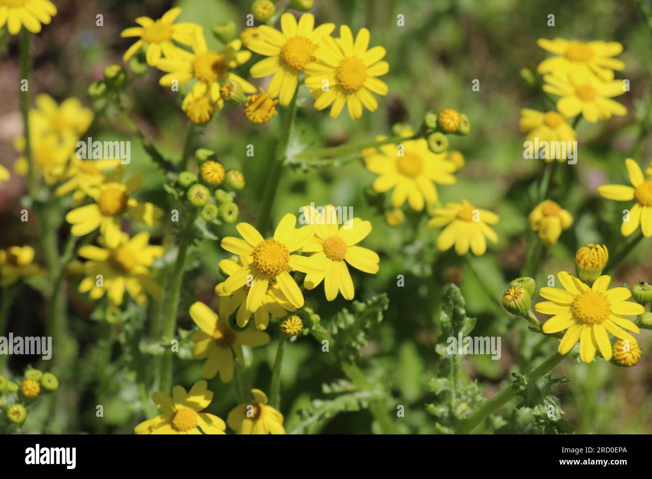 Yellow flowers senecio vernalis hi-res stock photography and images - Alamy