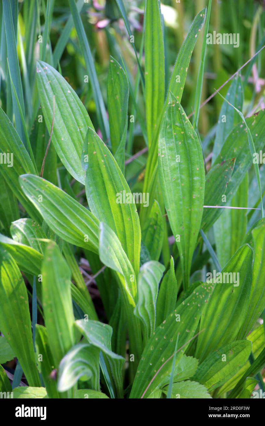 In the wild grows plantain lanceolate, plantago lanceolata Stock Photo ...