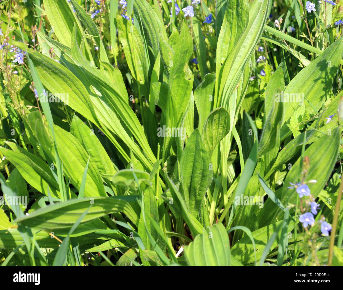 In the wild grows plantain lanceolate, plantago lanceolata Stock Photo ...