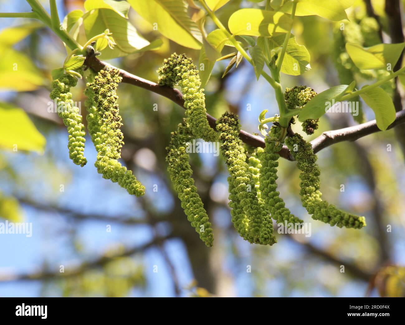 Walnut flower hi-res stock photography and images - Alamy