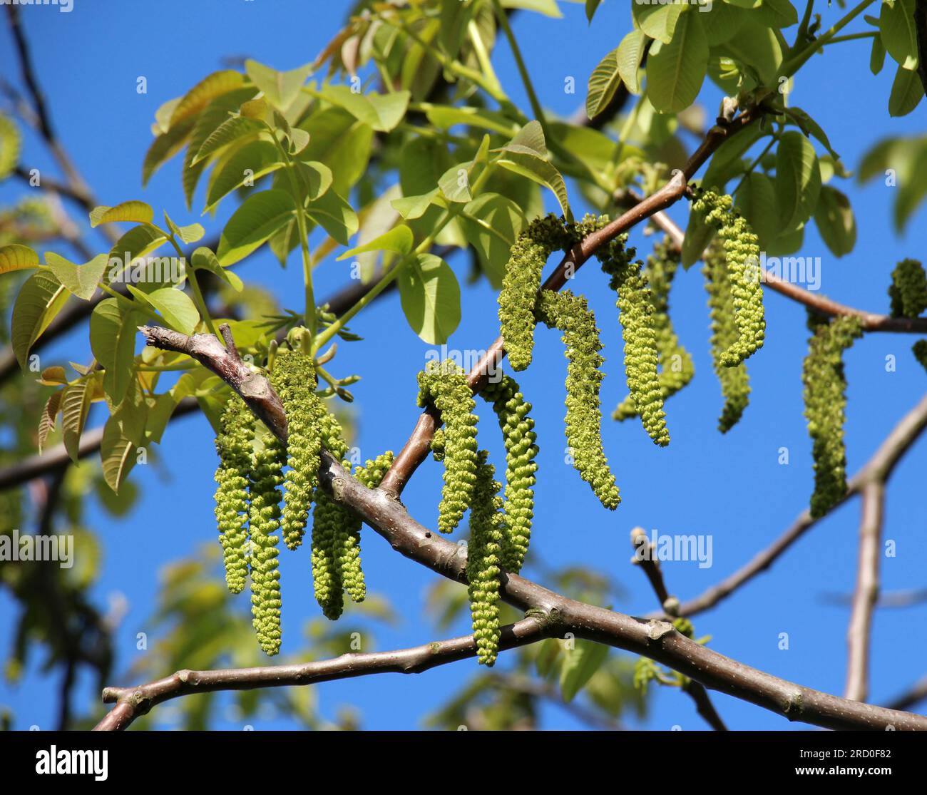 Spring flowering on a branch of a walnut tree Stock Photo - Alamy
