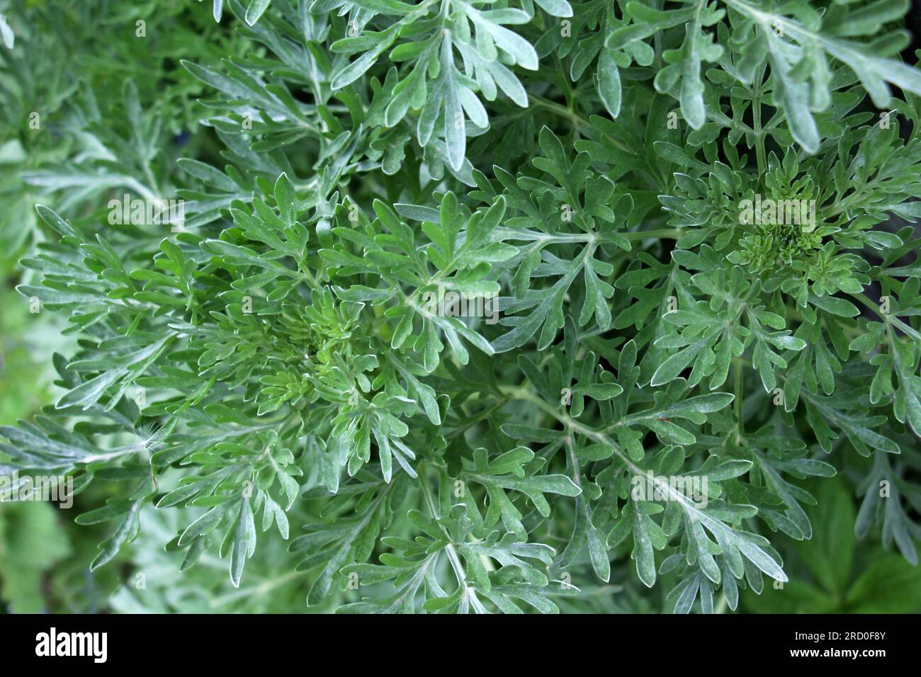 Bitter wormwood (Artemisia absinthium) bush grows in the wild Stock ...