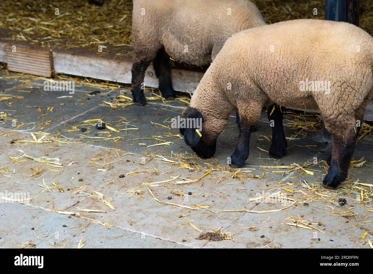 sheep in stable on the farm Stock Photo - Alamy