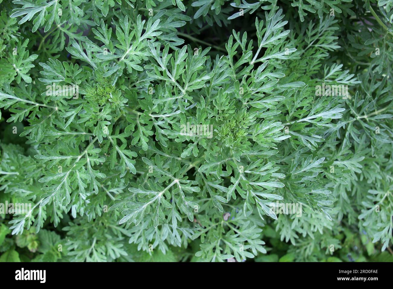 Bitter wormwood (Artemisia absinthium) bush grows in the wild Stock ...