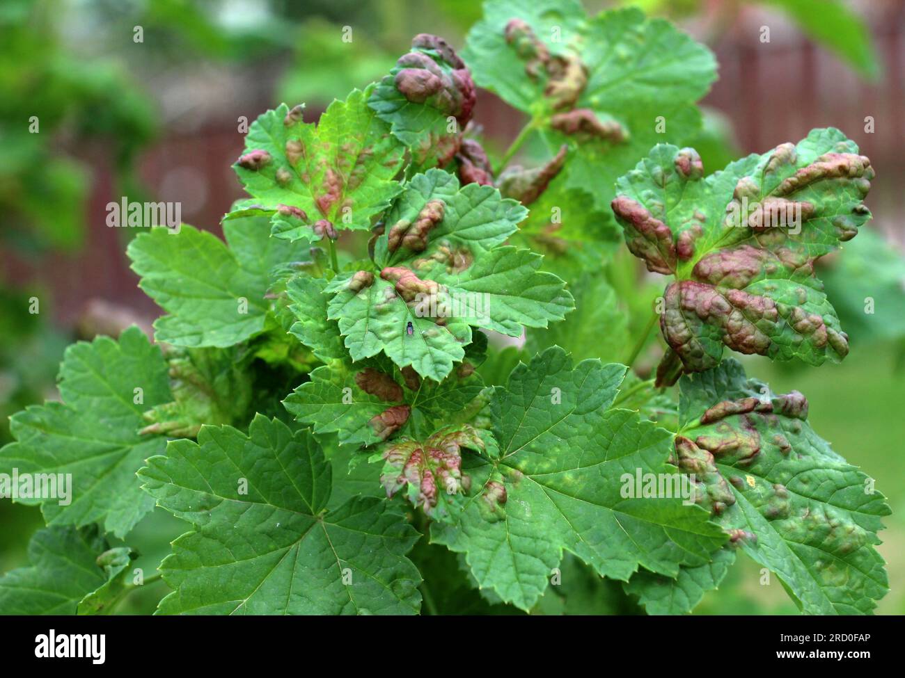Red currant, the leaves of which are damaged by aphids (Cryptomyzus ...