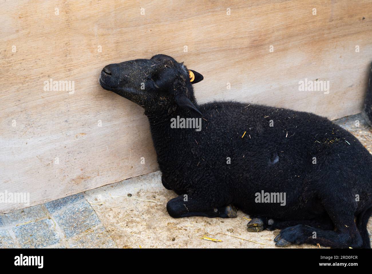 sheep in stable on the farm Stock Photo - Alamy