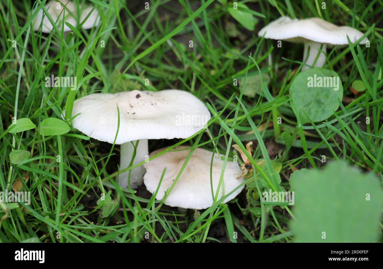 One of the first spring edible mushrooms that appear in May - Calocybe ...