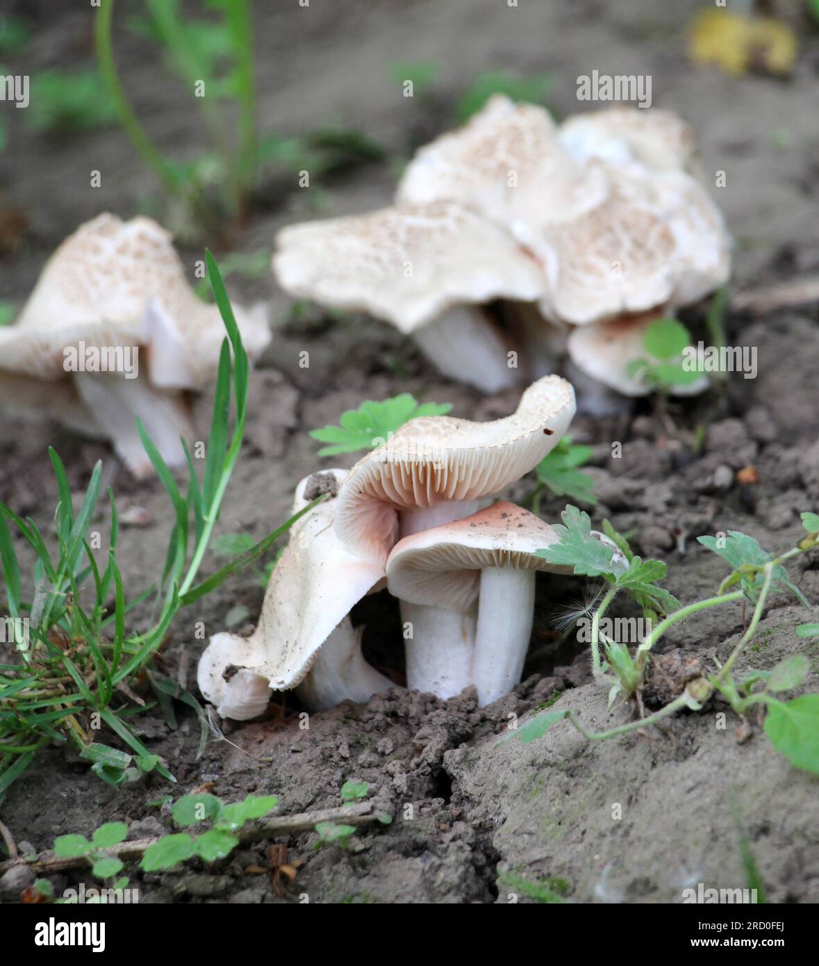 One of the first spring edible mushrooms that appear in May - Calocybe ...