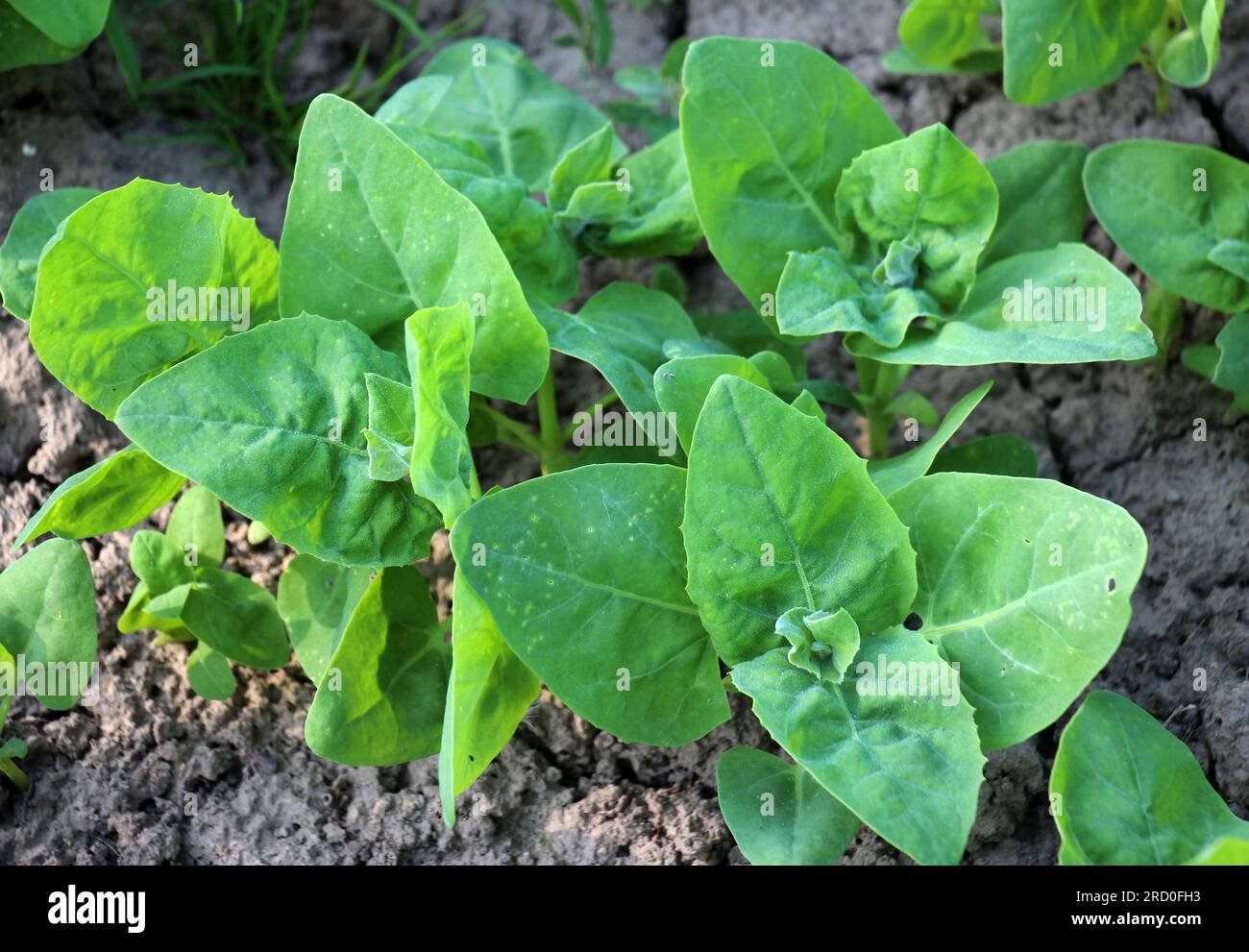 In the spring, the edible plant garden orach (Atriplex hortensis) grows ...