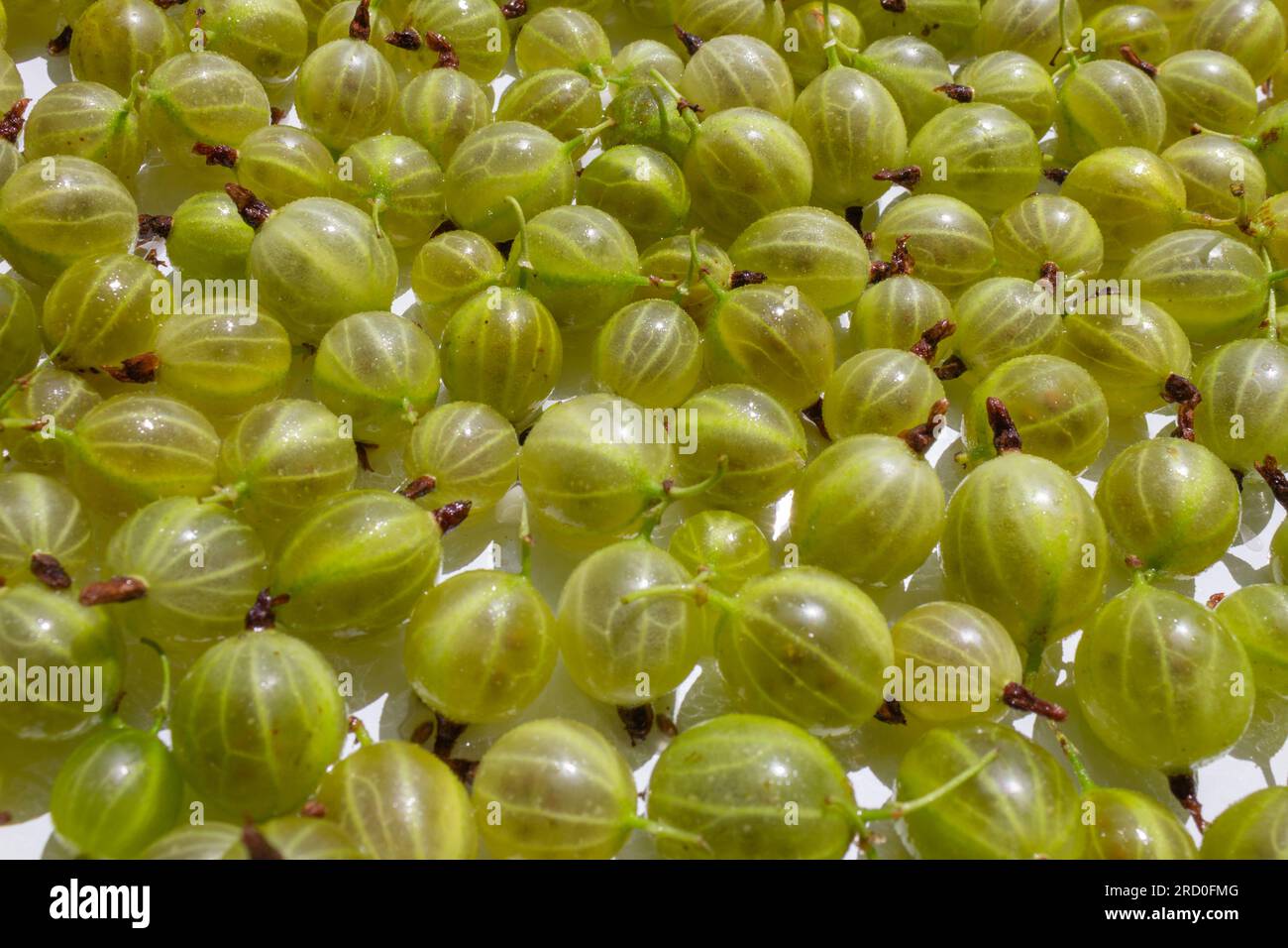 Organic raw large green gooseberry close up Stock Photo - Alamy