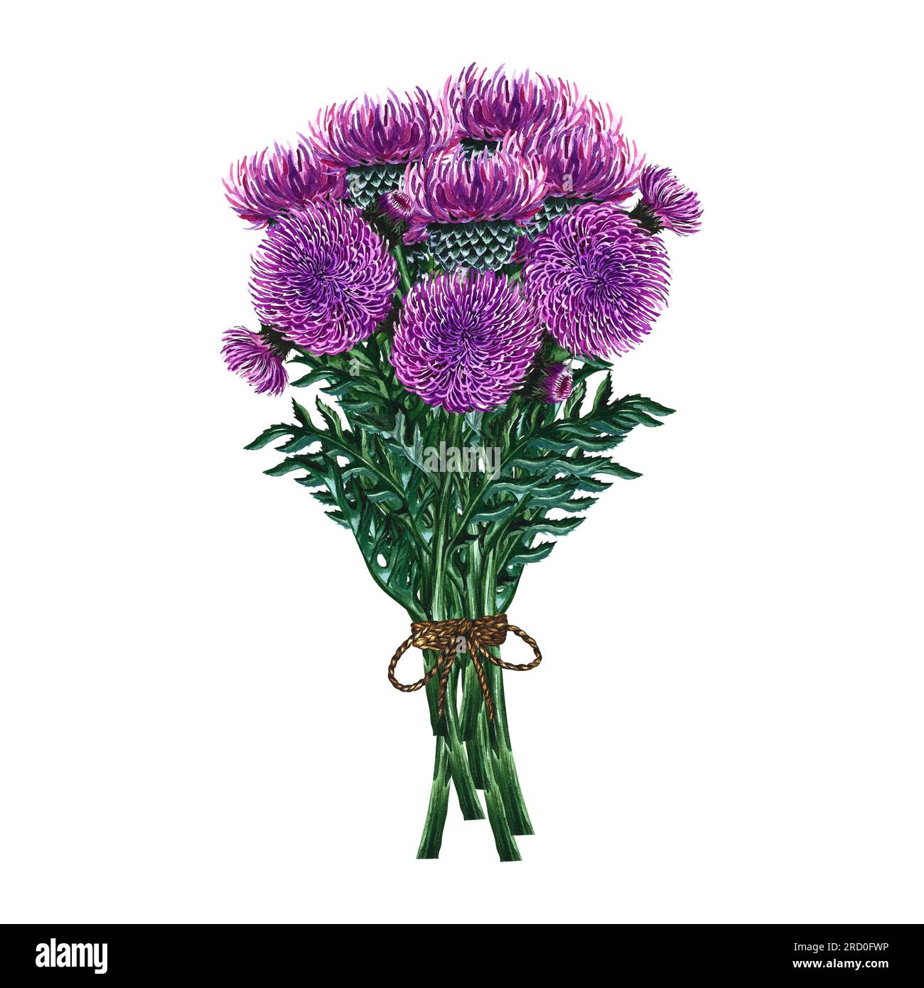 Bouquet of leuzea. Treatment plant. Pharmacy herb. Maral root ...