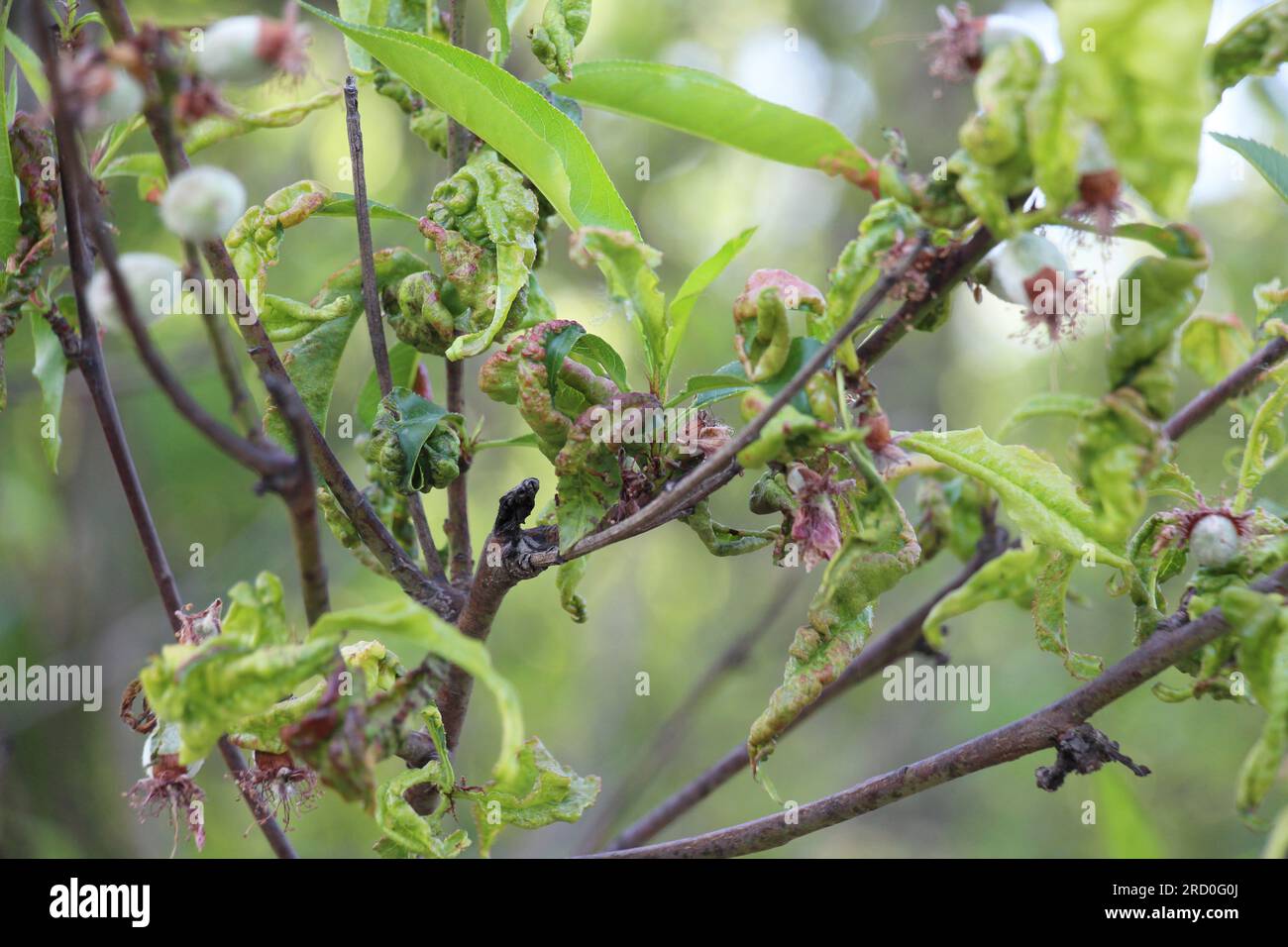 Curled peach leaves caused by the fungus Taphrina deformans Stock Photo ...