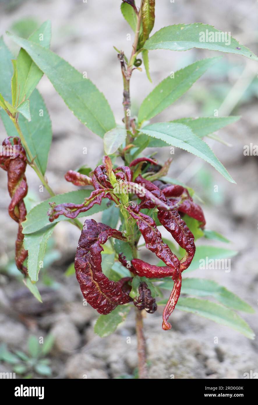 Curled peach leaves caused by the fungus Taphrina deformans Stock Photo ...