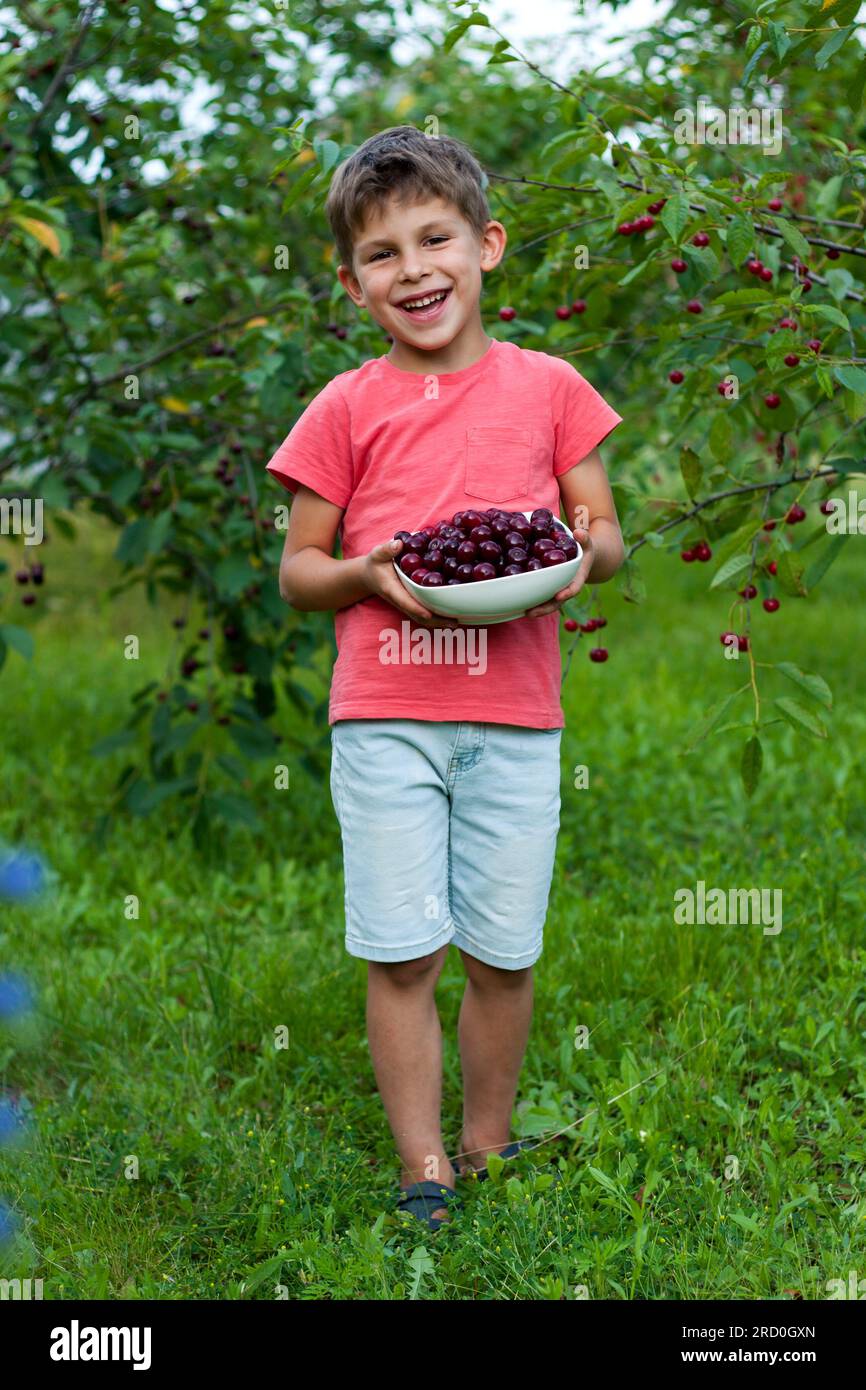 preschooler boy holding large plate with ripe red cherries picked from ...