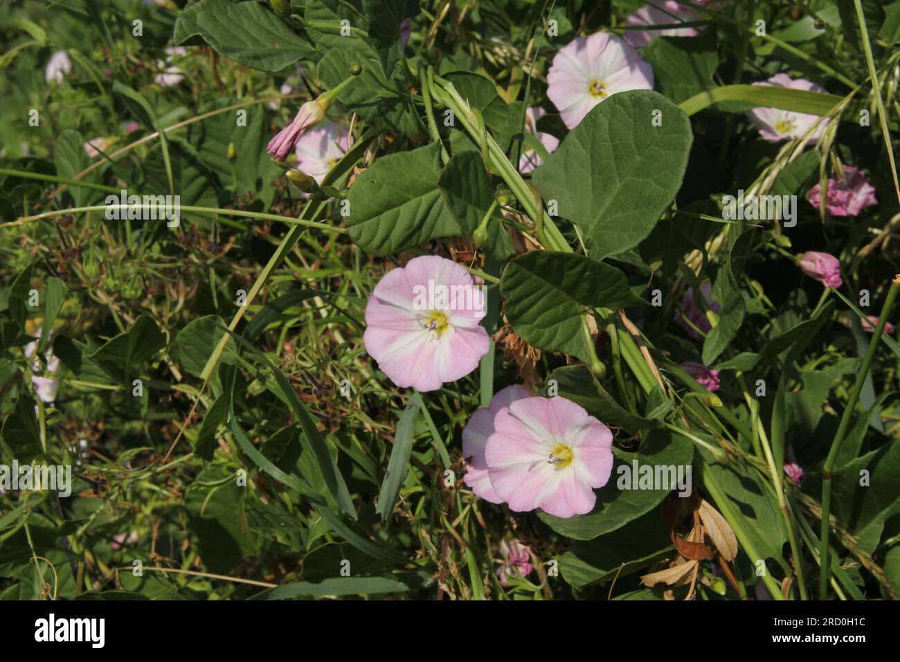 bindweed plants with beautiful pink flowers Stock Photo - Alamy