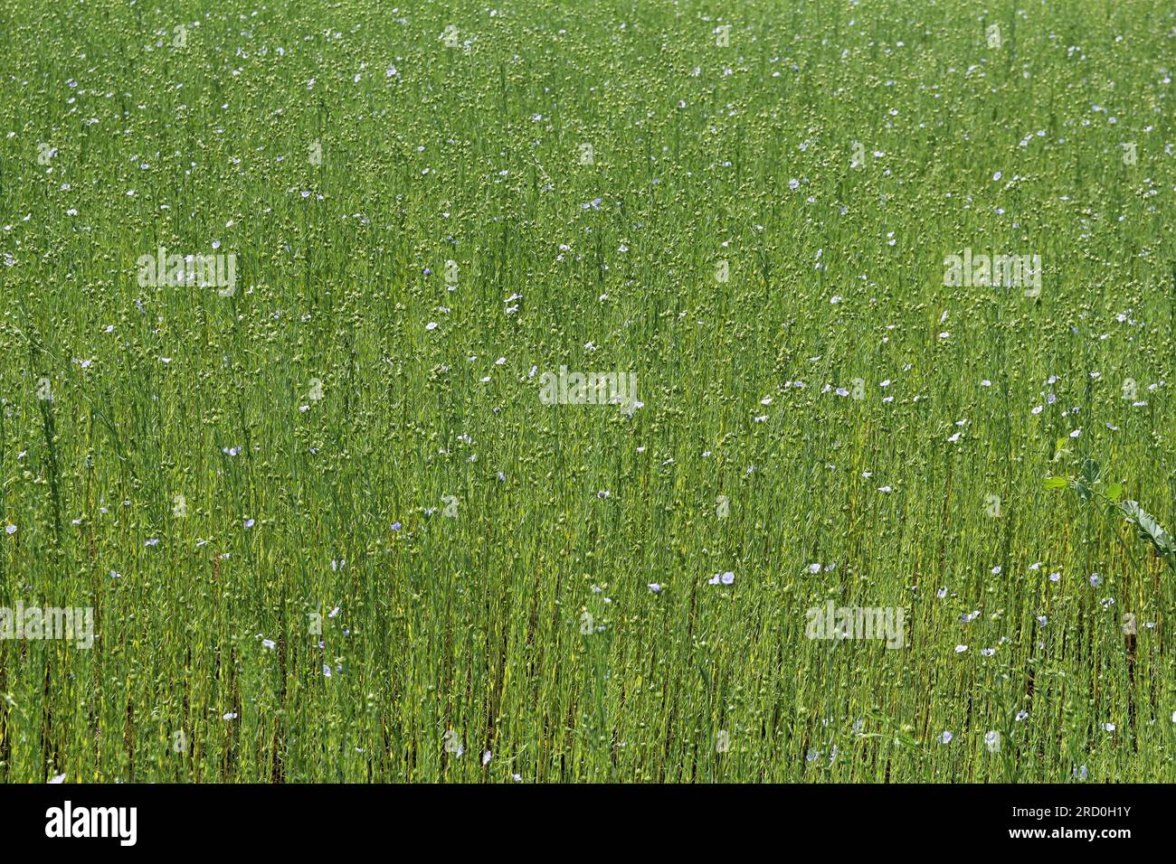 top view at green flax plants with seeds and long stems Stock Photo - Alamy