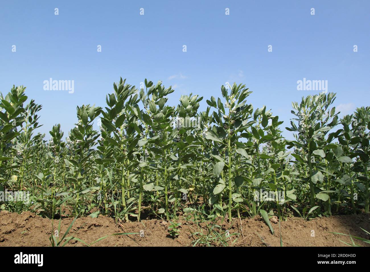 a row field bean plants closeup with a blue sky Stock Photo - Alamy