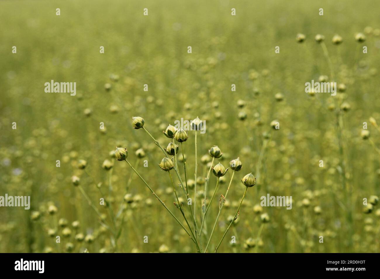 Flax fields hi-res stock photography and images - Alamy