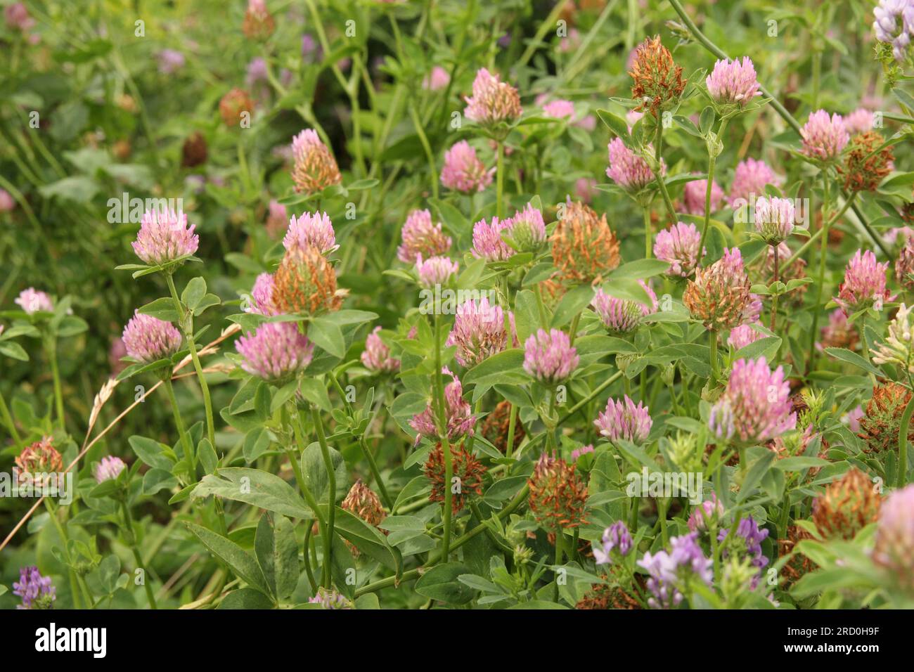 Big clover hi-res stock photography and images - Alamy