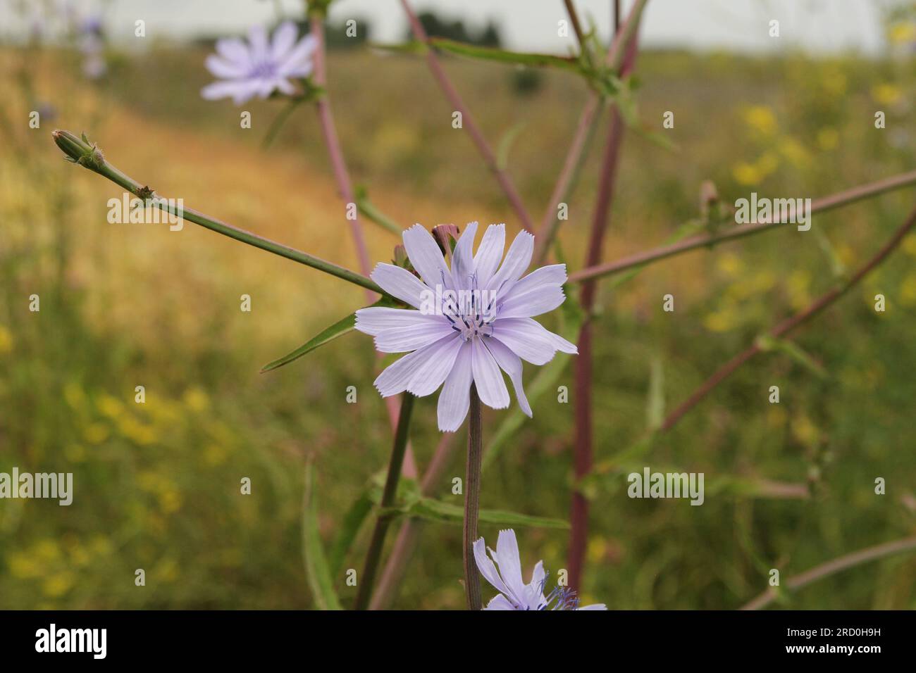 a blue flower of the wild chicory closeup in a flowery field margin in ...