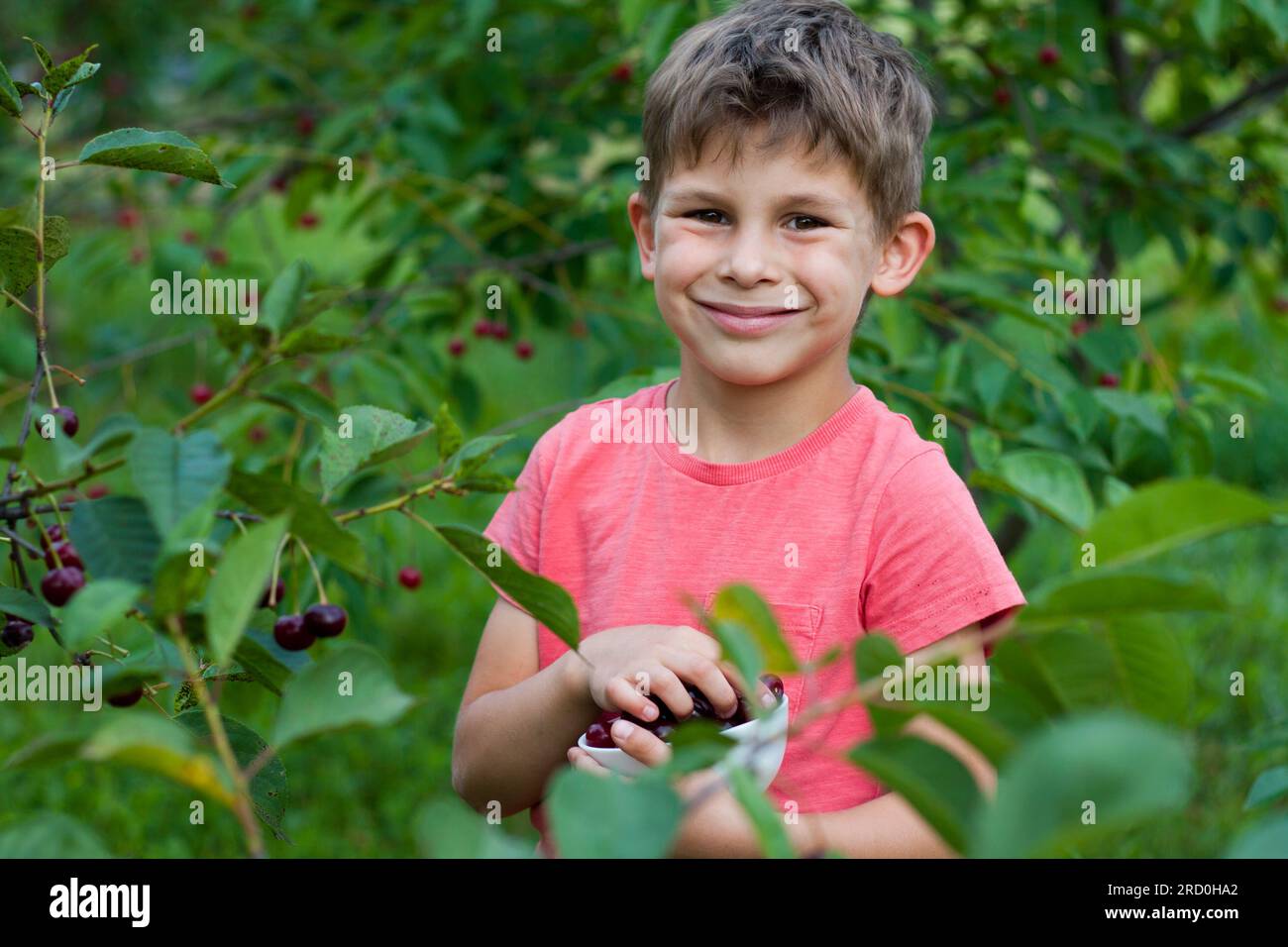 preschool boy picking and eating ripe red cherries from tree in home ...