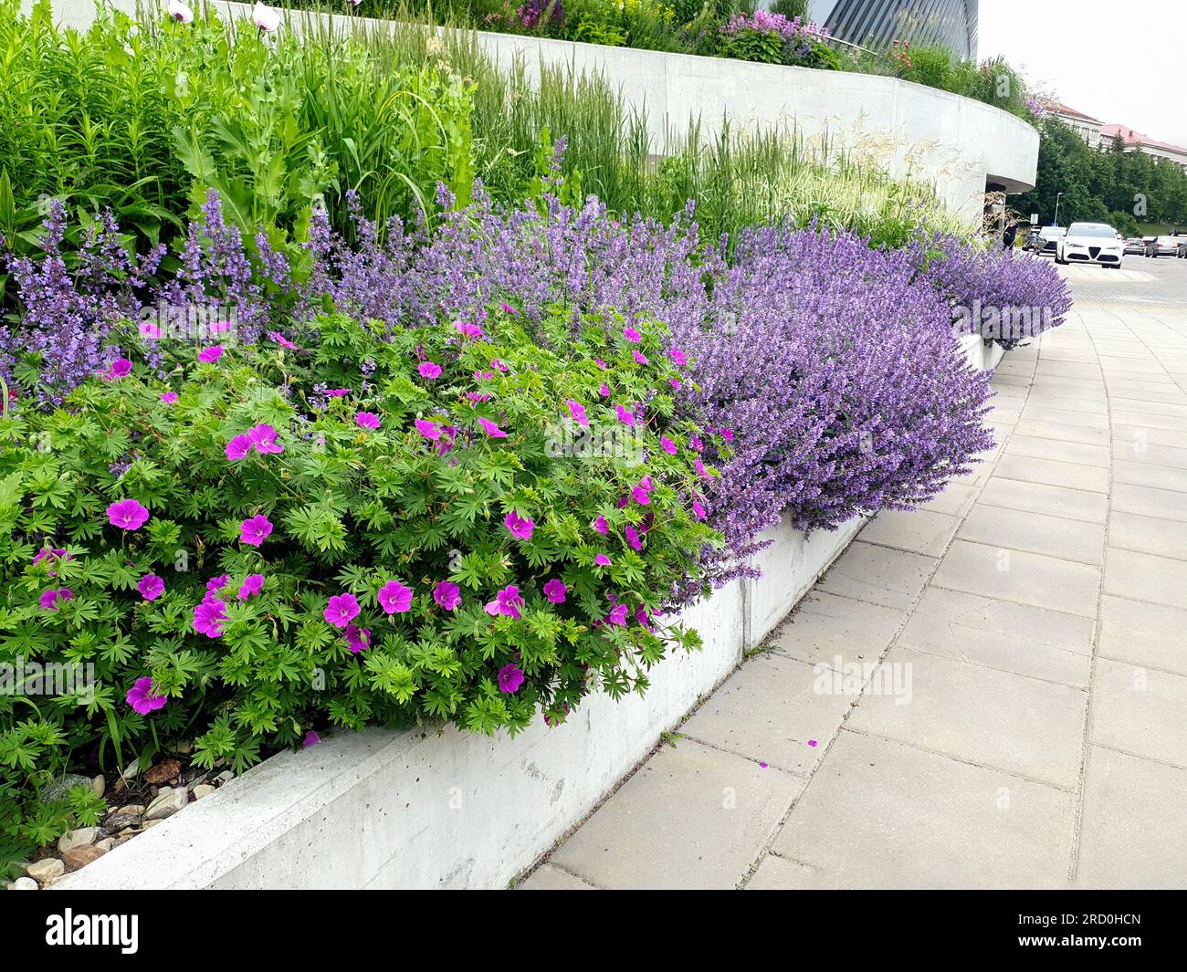 Amazing purple salvia and bloody Crane;s-bill flowe bed next to Office ...