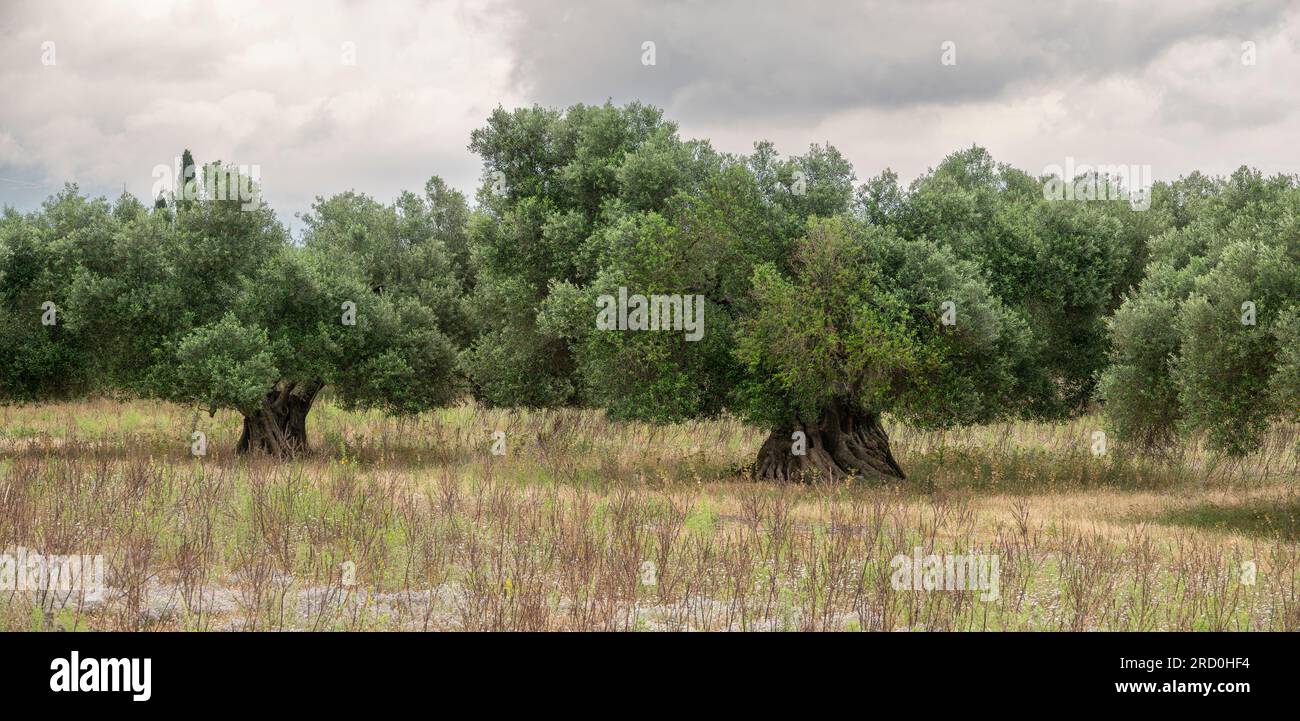 Well cropped olive trees in a field with a cloudy dull sky, Kefalonia ...
