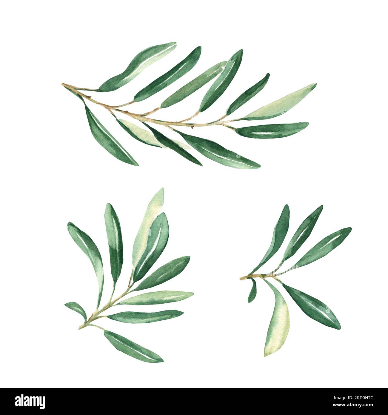 Olive branches set isolated on white background. Watercolor hand drawn ...